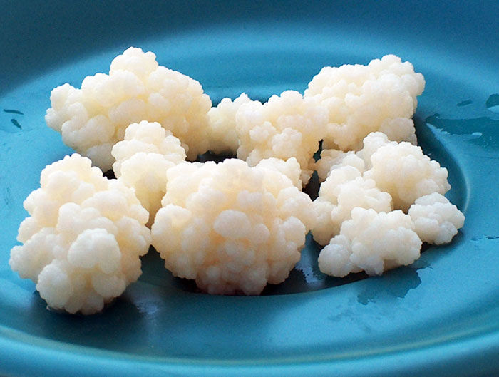 What Are Kefir Grains What Are Kefir Grains Made Of Kefir Kitchen